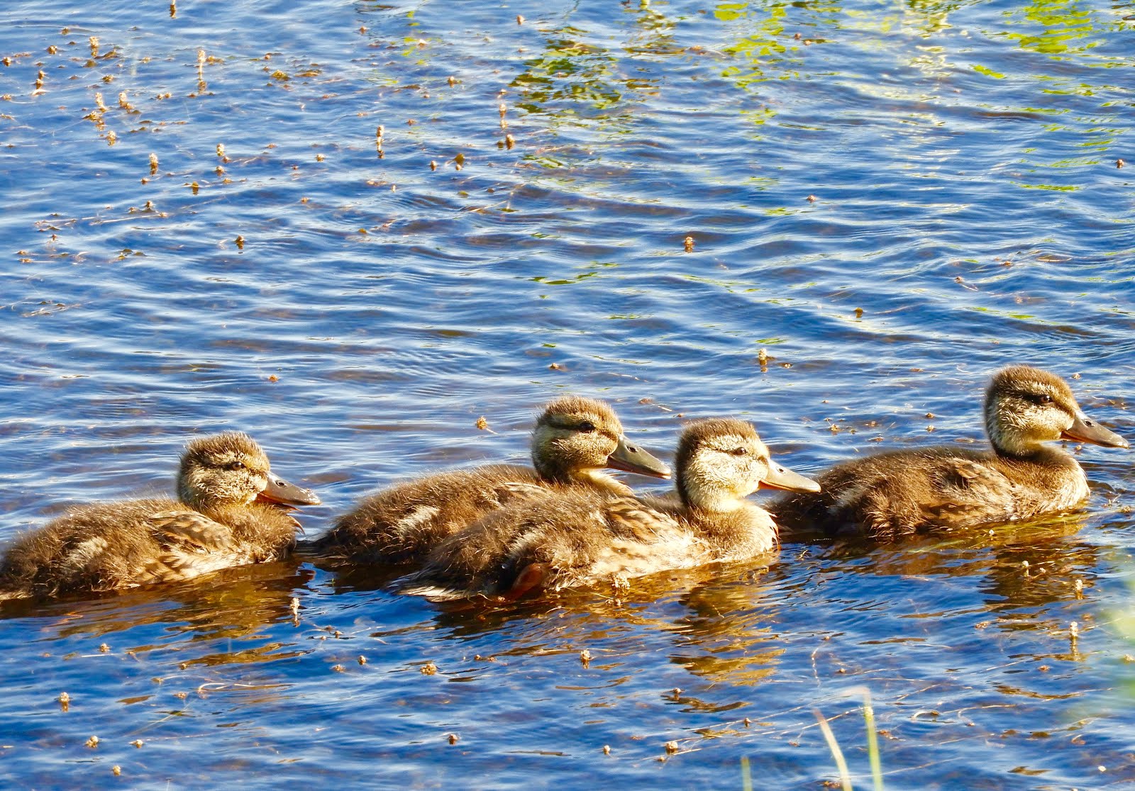 It's All About Purple: Ducklings And Other Things