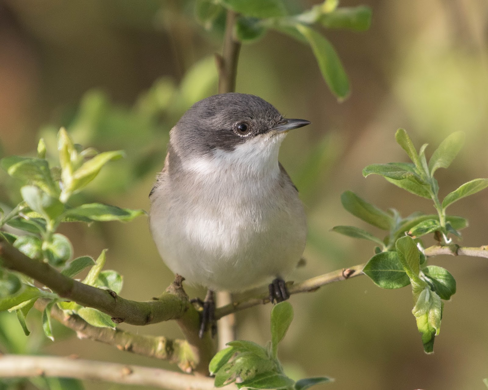 CAMBRIDGESHIRE BIRD CLUB GALLERY: Lesser Whitethroat