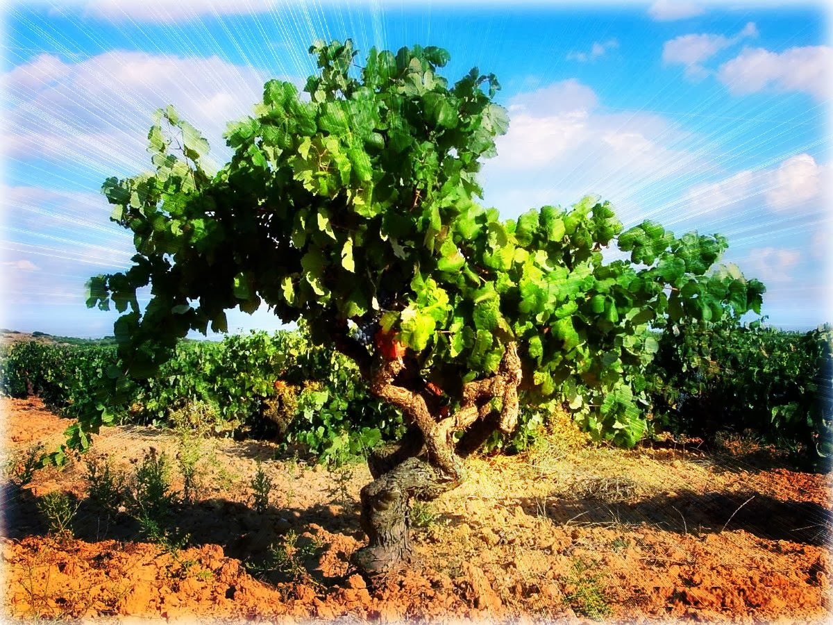 Cultivo de vid: GENERALIDADES DE LA PLANTA