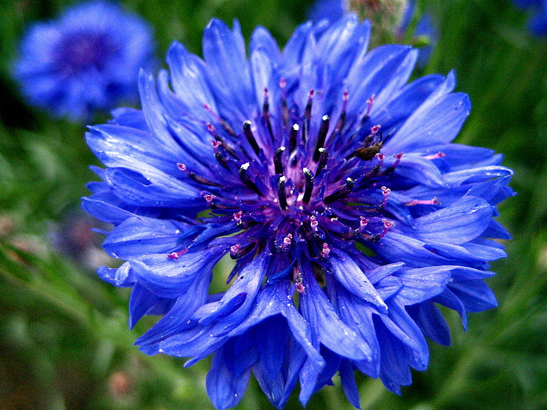 Beautiful-flowers: Gardening Tips On Planting Centaurea