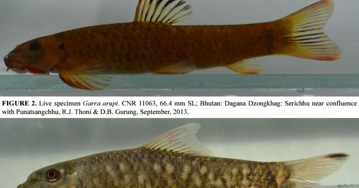 Species New to Science: [Ichthyology • 2016] A Review of the Genus ...
