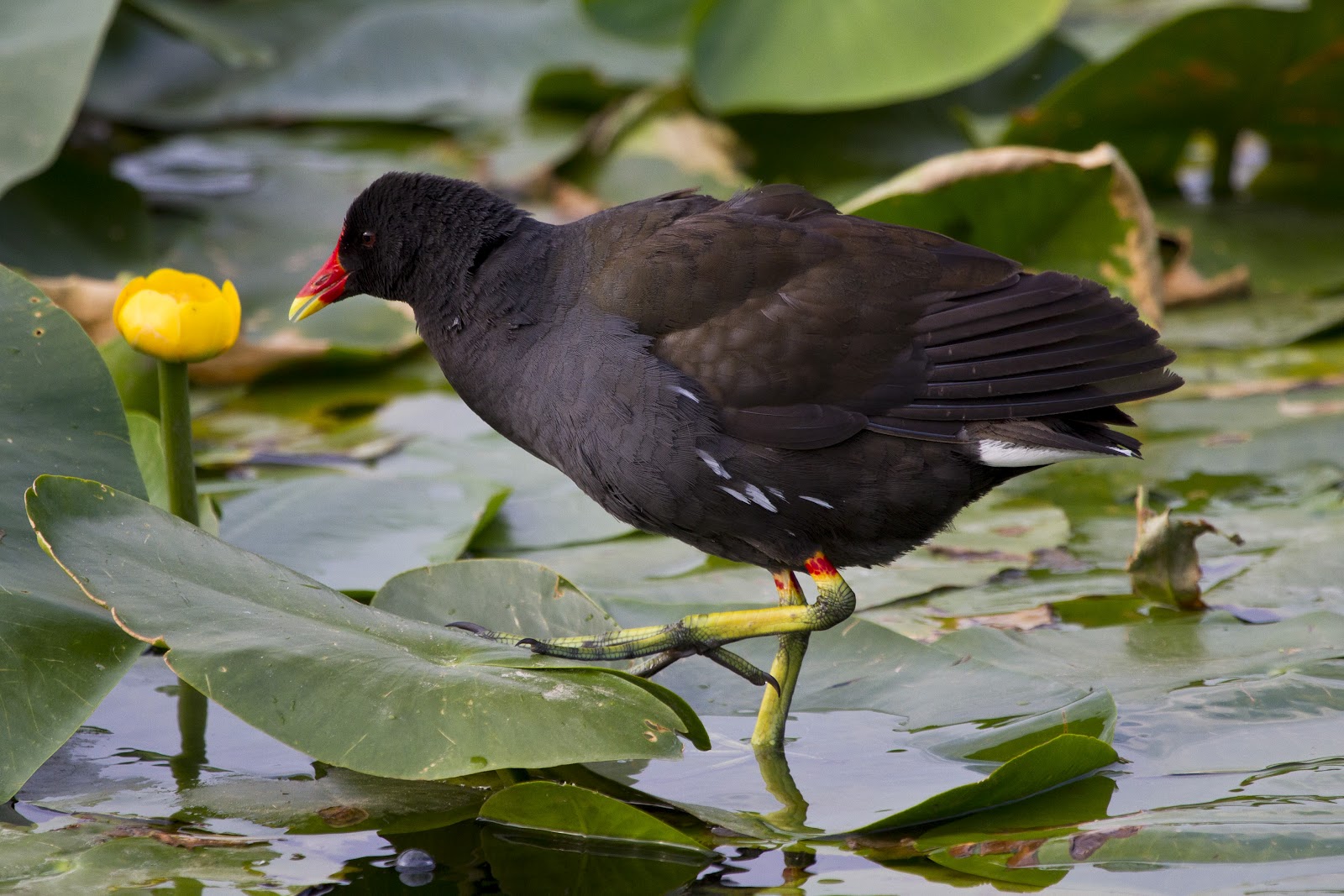 Foto naturalistiche: Gallinella d'acqua