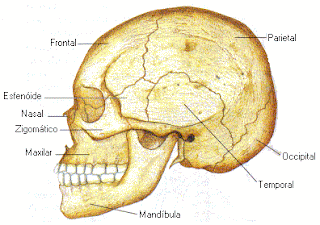 RADIOLOGIA: ANATOMIA DO CRÂNIO