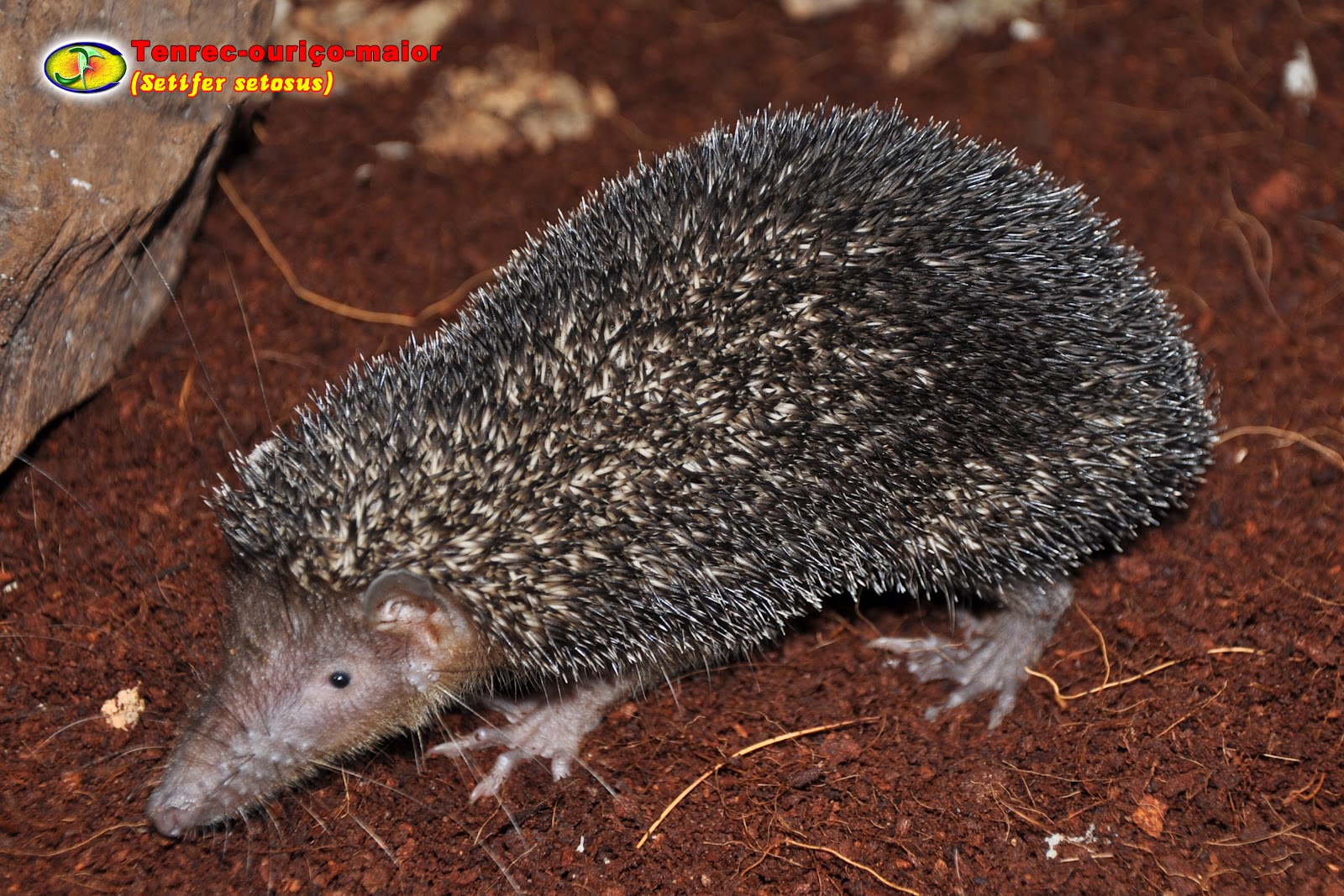 Mamíferos: Tenrec-ouriço-maior (Setifer setosus)