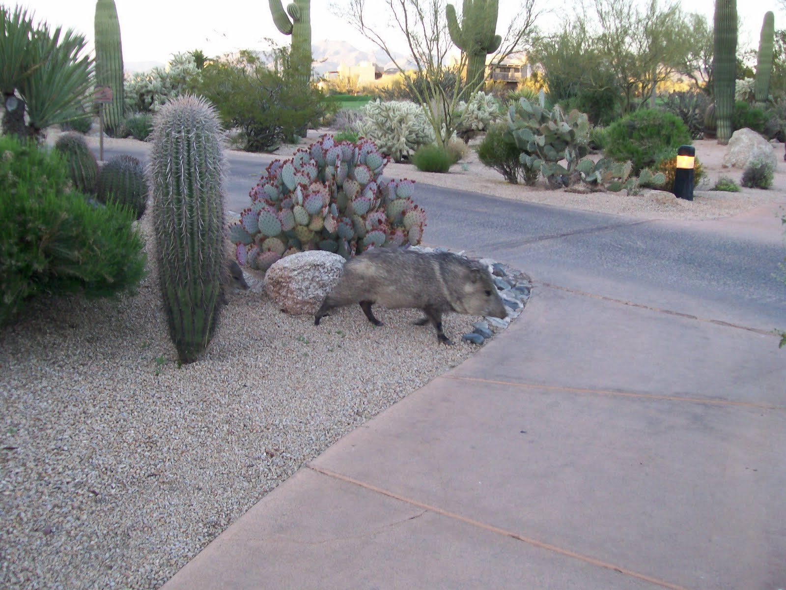 Rockhounding Around: The fauna I saw in Arizona