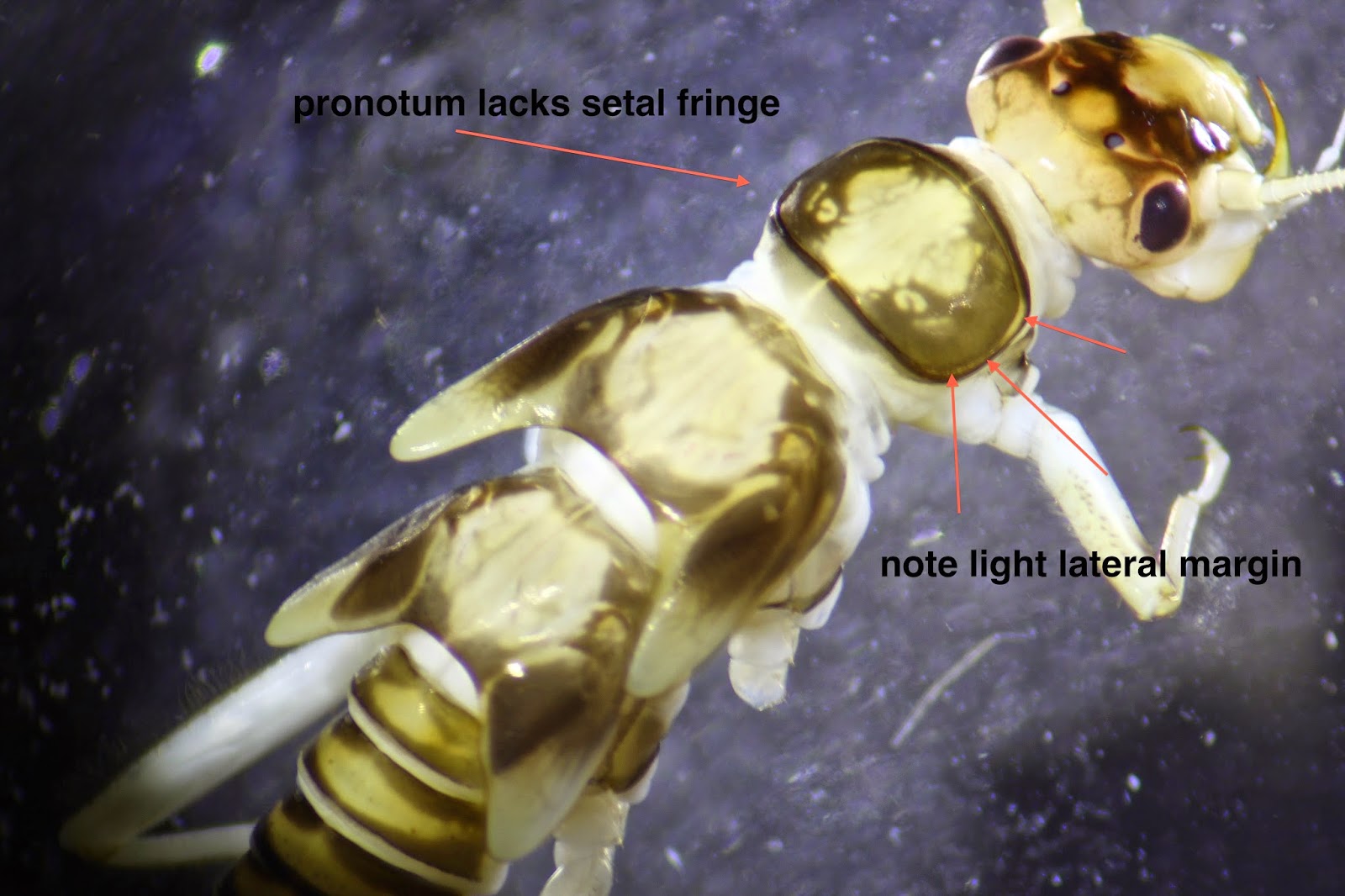 Aquatic Insects of Central Virginia: A new one in Montana: the Perlodid ...