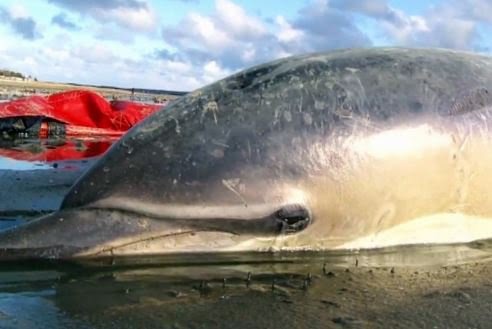 White Wolf : Mass Dolphin Strandings Continue, So Do Incredible Rescue ...