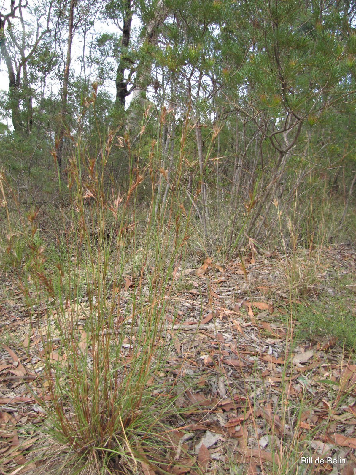 Sydney's Wildflowers and Native Plants: Themeda triandra (australis ...
