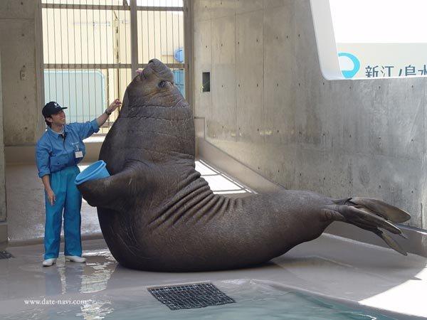 The Circus "NO SPIN ZONE": Enoshima Marineland Revisited