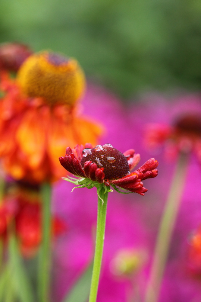 Meowski photo: Natur og dyr