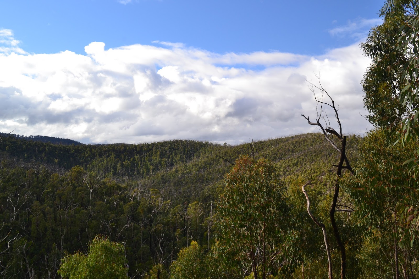 Goin' Feral One Day At A Time: Mt Everard Circuit, Kinglake National ...