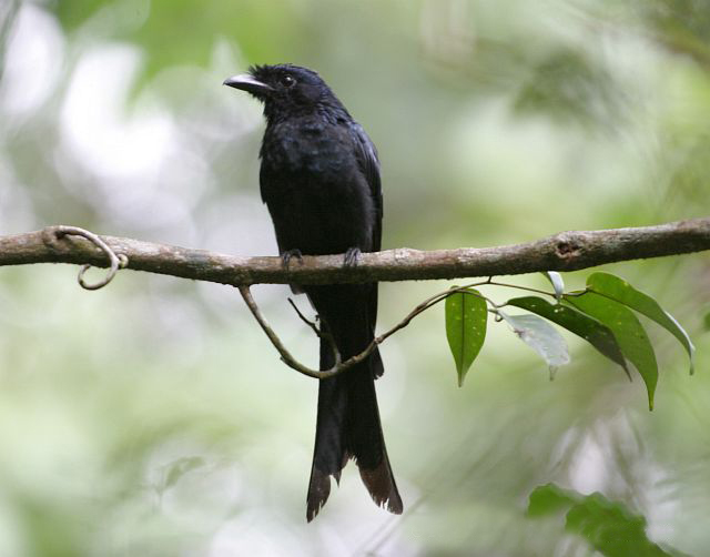 Sri Lankan Endemic Birds: Konda Kawda - Sri Lanka Drongo (Dicrurus ...