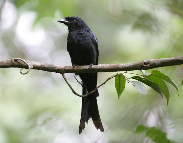 Sri Lankan Endemic Birds: Konda Kawda - Sri Lanka Drongo (Dicrurus ...