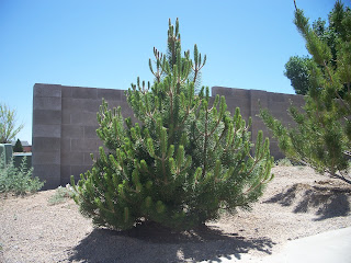 Austrian Black Pine