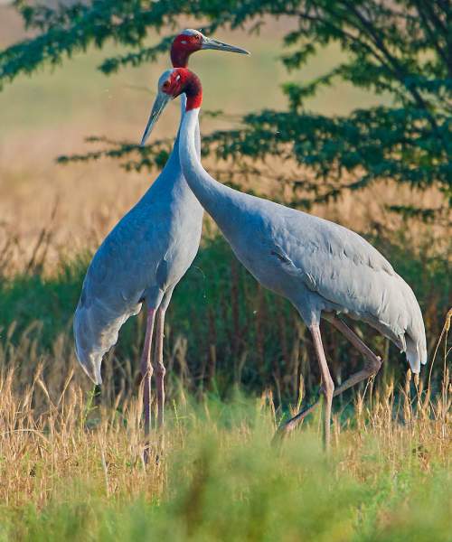Sarus crane | Birds of India | Bird World