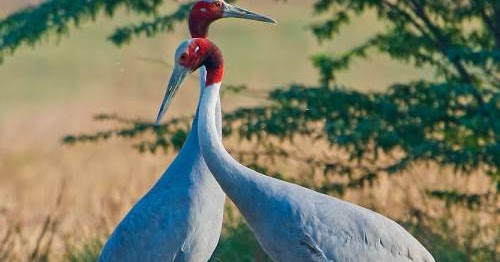 Sarus crane | Birds of India | Bird World