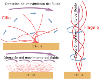 Biología y Geología Toni: ORGÁNULOS SIN MEMBRANA