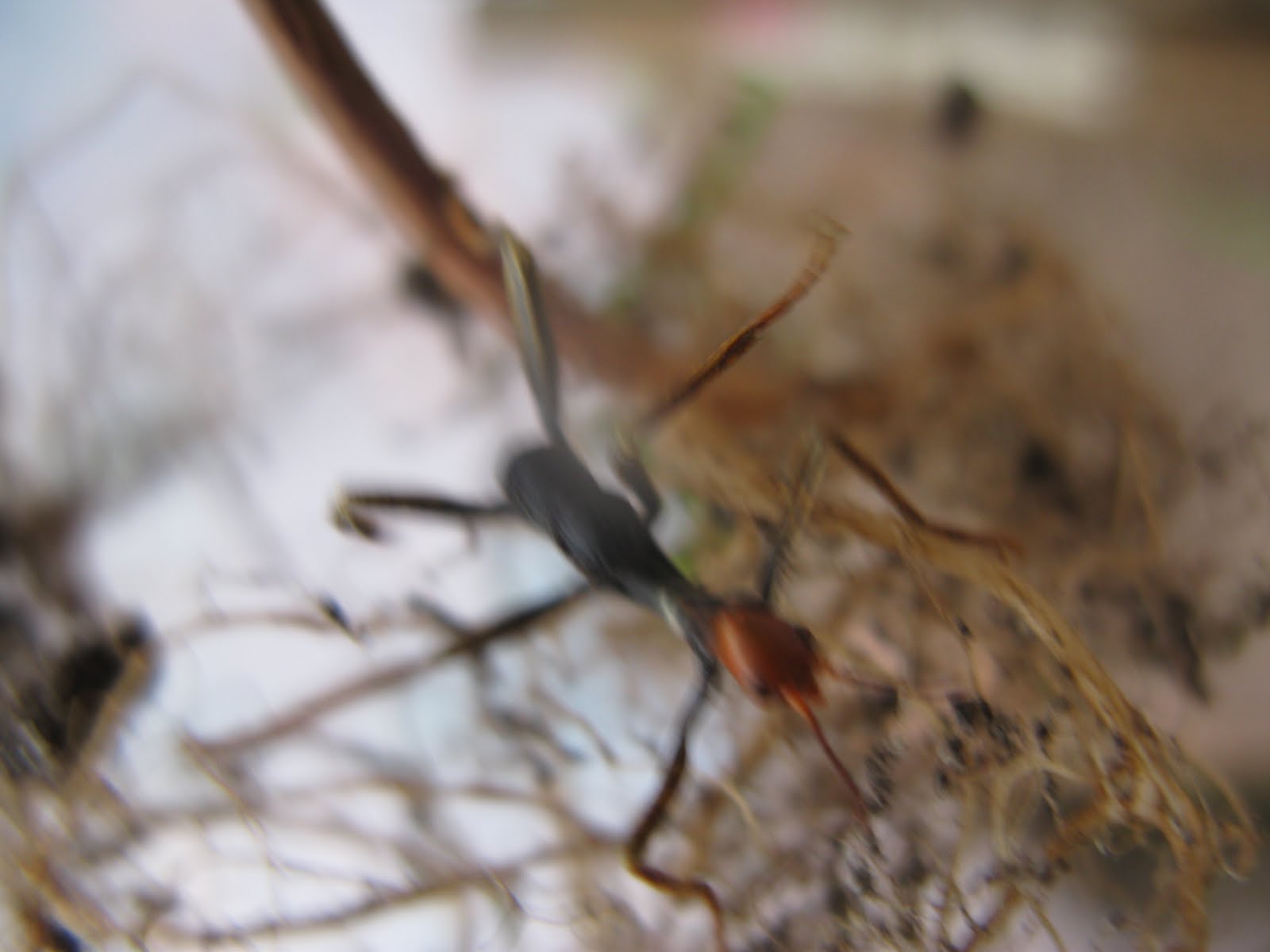 A Southern Hemisphere Charlotte Mason Nature Diary: Why do stick ...