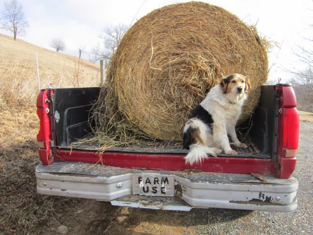 4R Ranch: Farm Use Tags