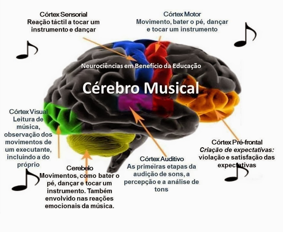 Musicalizando: O CÉREBRO MUSICAL Musicalizando: O CÉREBRO MUSICAL