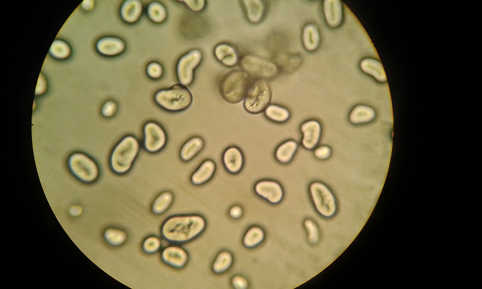 SIMPLISIA AMYLUM(PENGAMATAN MIKROSKOP)