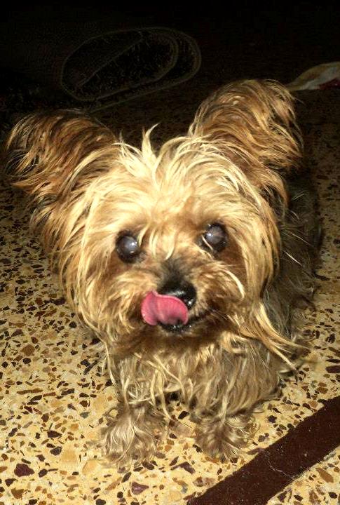 DogWorld: Επείγουν φιλοξενίες για 4 Yorkshire!