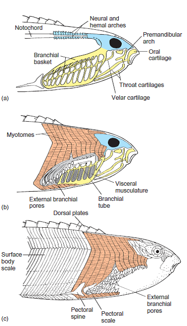 Ciencias de Joseleg: El cráneo de los peces sin mandíbula