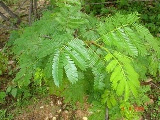 SEGREDO DAS FOLHAS: JUREMA (Mimosa hostilis)