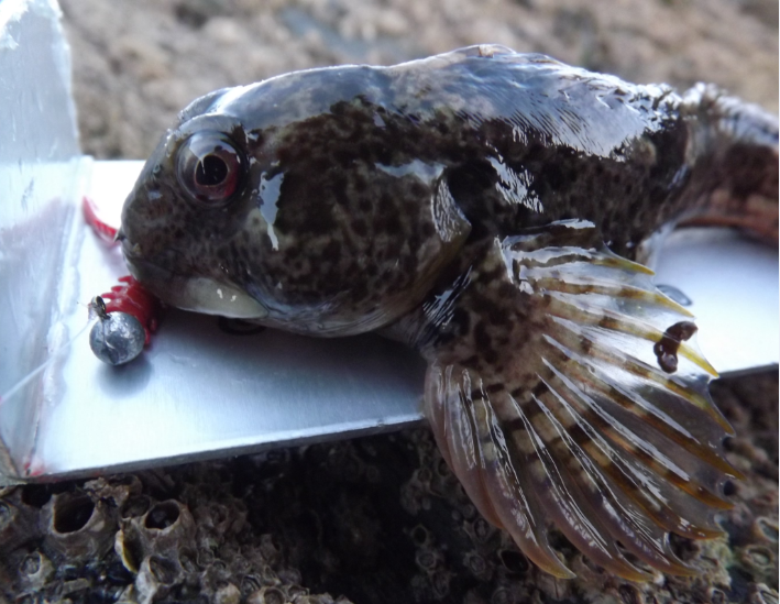 Mission Impossible : To catch 100 species of saltwater fish from ...