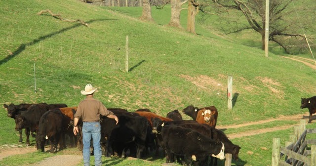 4R Ranch: Two Days of Cattle Sorting