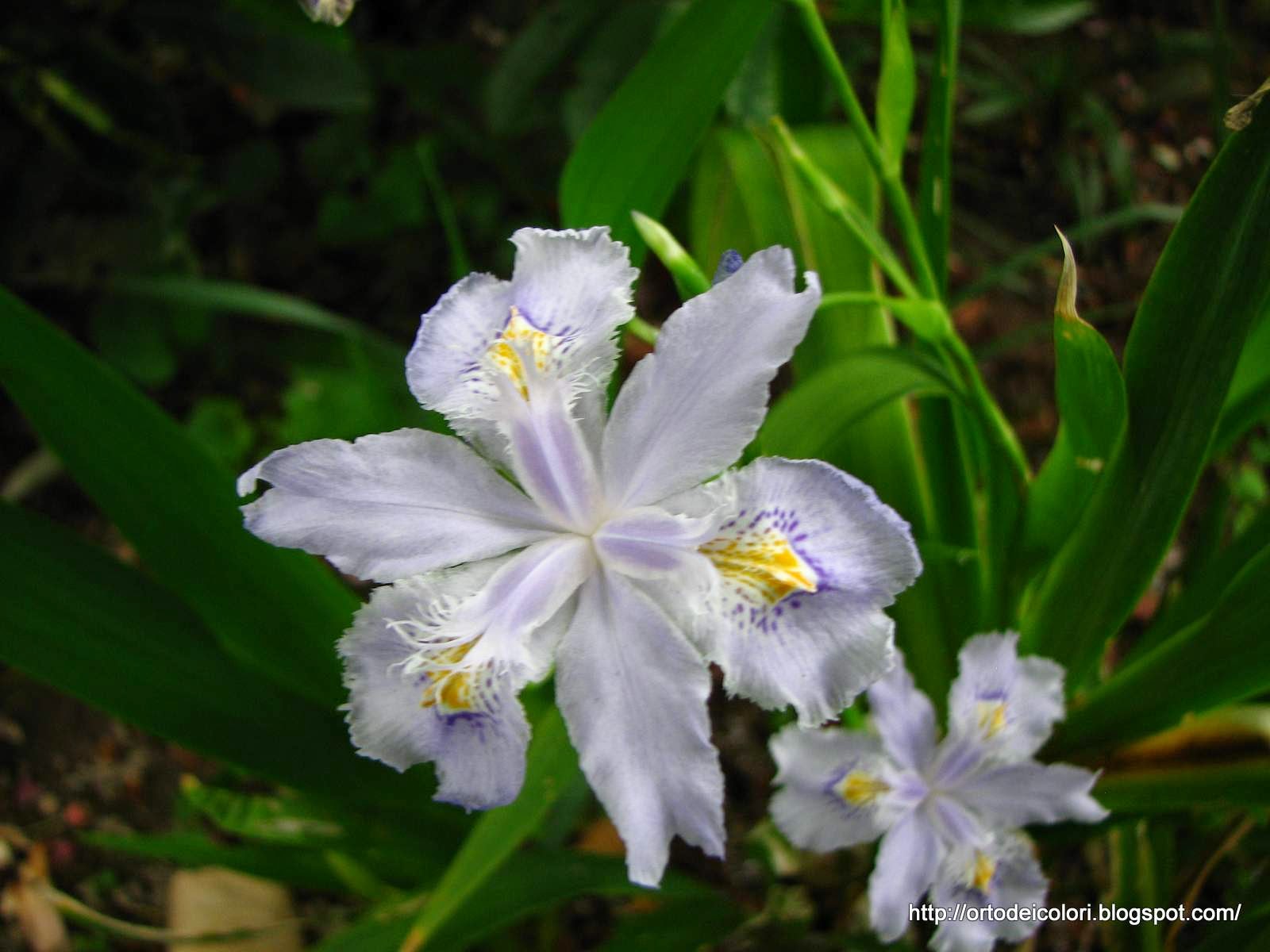 L'orto dei colori: Iris japonica o Iris wattii?
