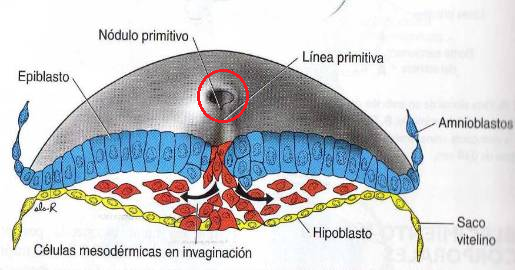 EMBRIOLOGIA - MEDICINA - PRIMER SEMESTRE: 2017