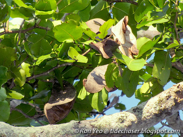 tHE tiDE cHAsER: Ipil (Intsia bijuga)