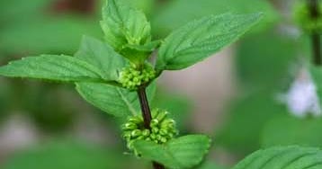 Farmakognosi: Simplisia Herba