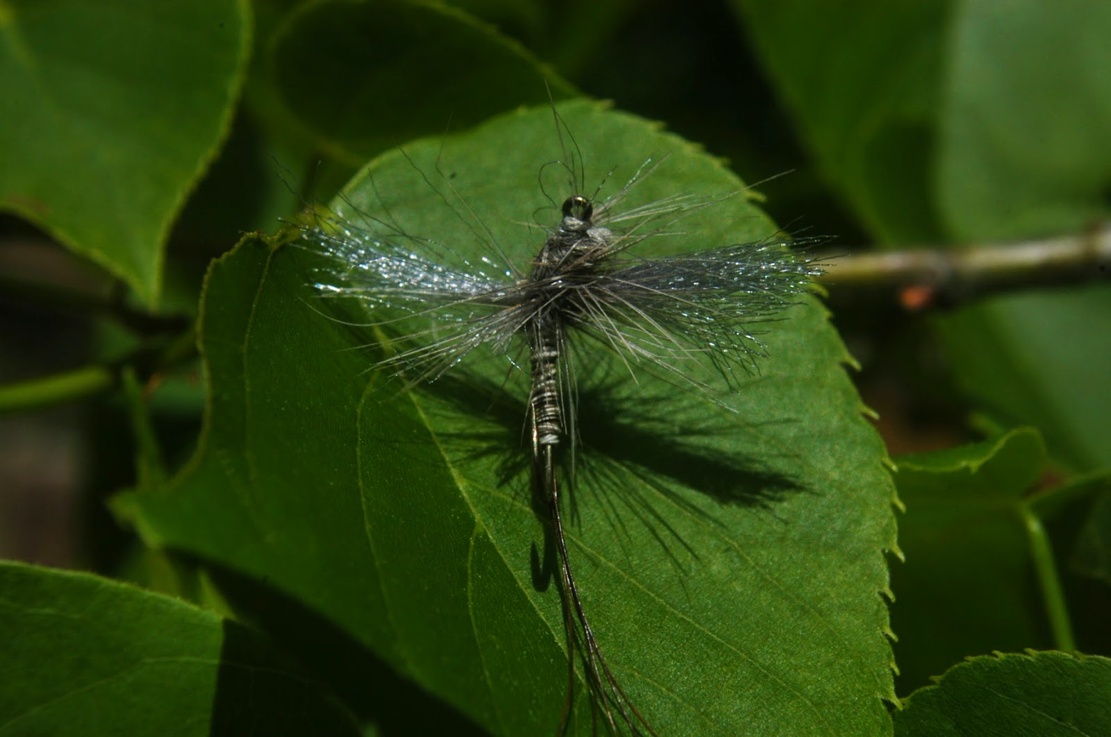 THEY ARE BACK...FINALLY!...THE GRAY DRAKES ~ Matt Supinski's Gray Drake ...
