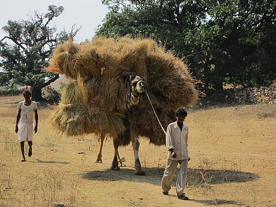 Walking on Wednesday ~ The Camel's Straw