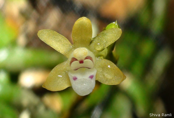 Wild orchids in sumatra: Taeniophyllum hasseltii Rchb.f., 1863