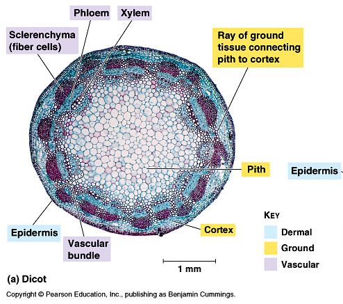 Minnesota Gesneriads : Seemannia purpurascens up close and personal ...