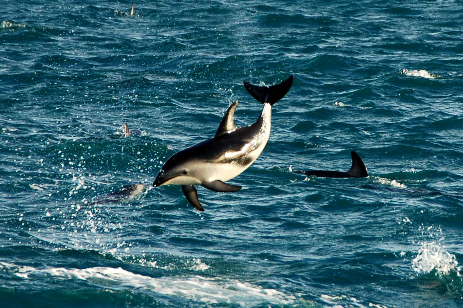 Dusky Dolphins | The Biggest Animals Kingdom