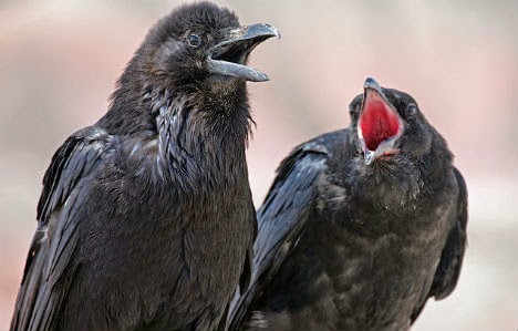 TheNewVerse.News : CORVIDS