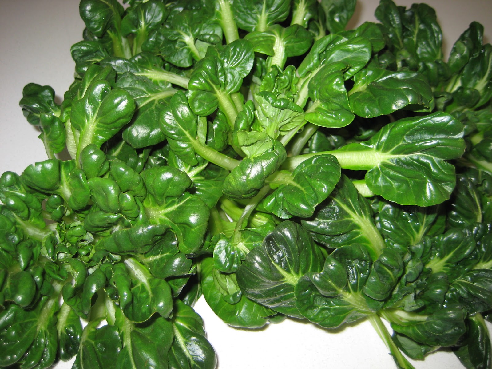 Lexi's Kitchen: TATSOI