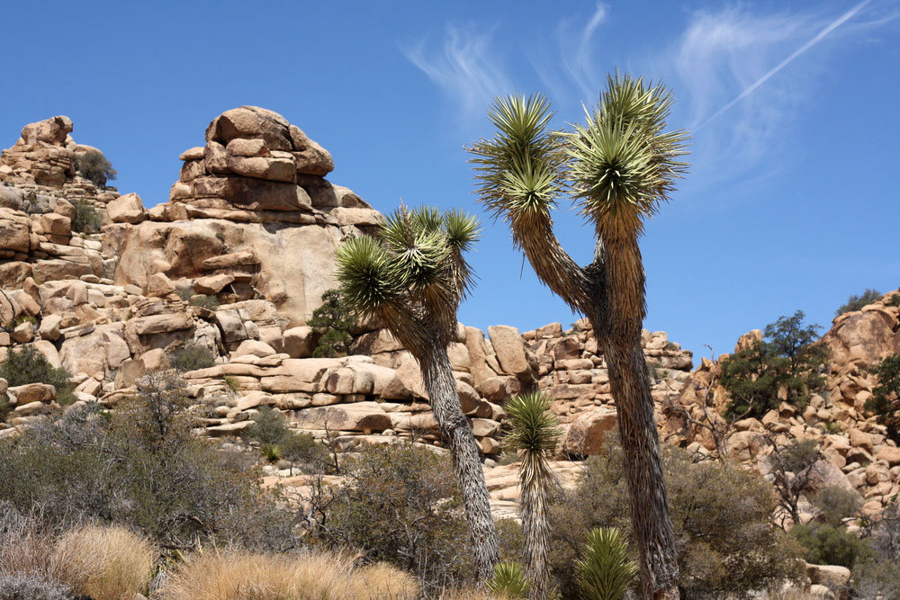 Road trip: Joshua Tree National Park | Steph and Ben's Travels
