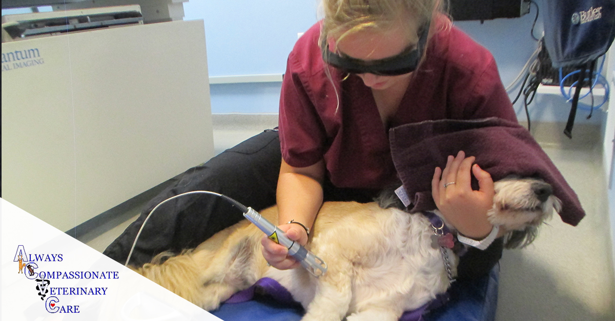 Always Compassionate Veterinary Care: 2018