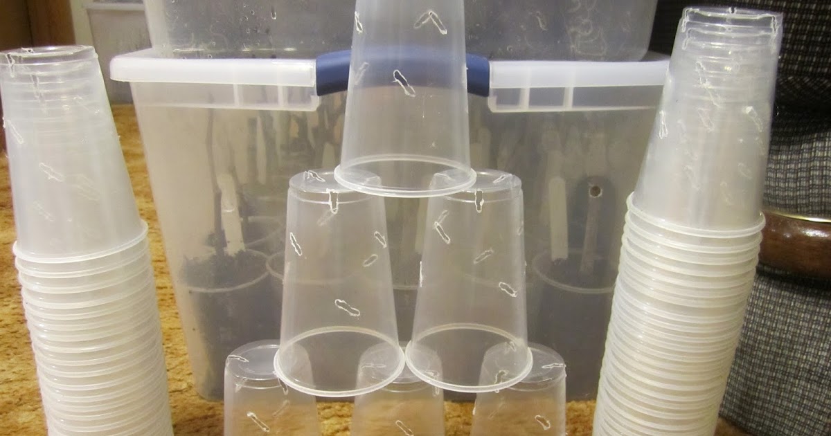 FigCuttings.com: Clear Rooting Cups