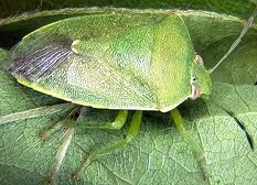 Petak Semai: KEPINDING HIJAU