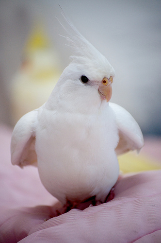 Calopsita ~ Animal News