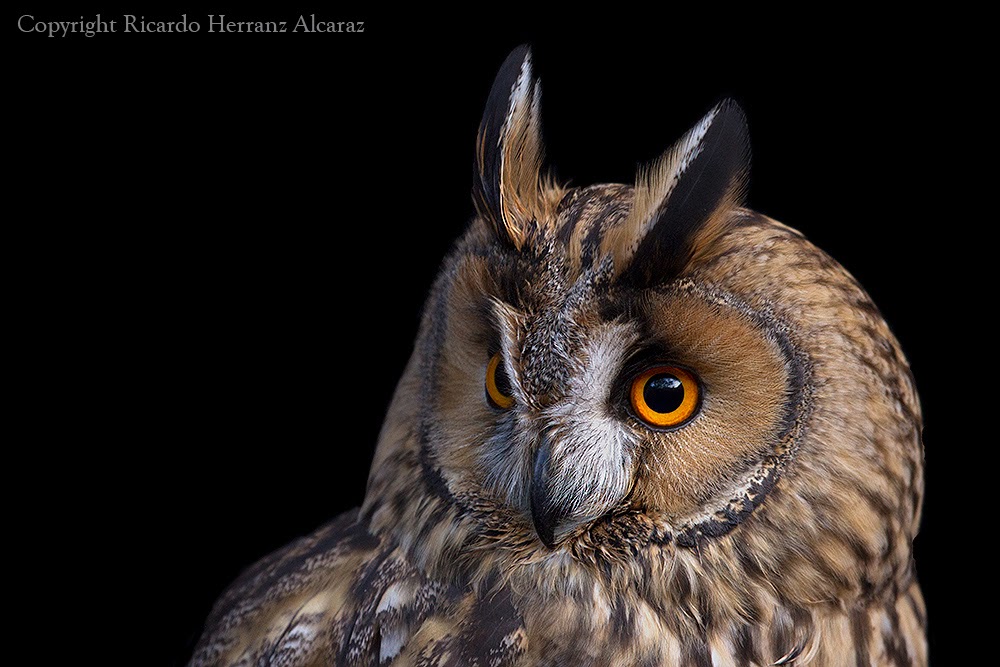 fotosricardo-h: BÚHO CHICO - Long-eared Owl