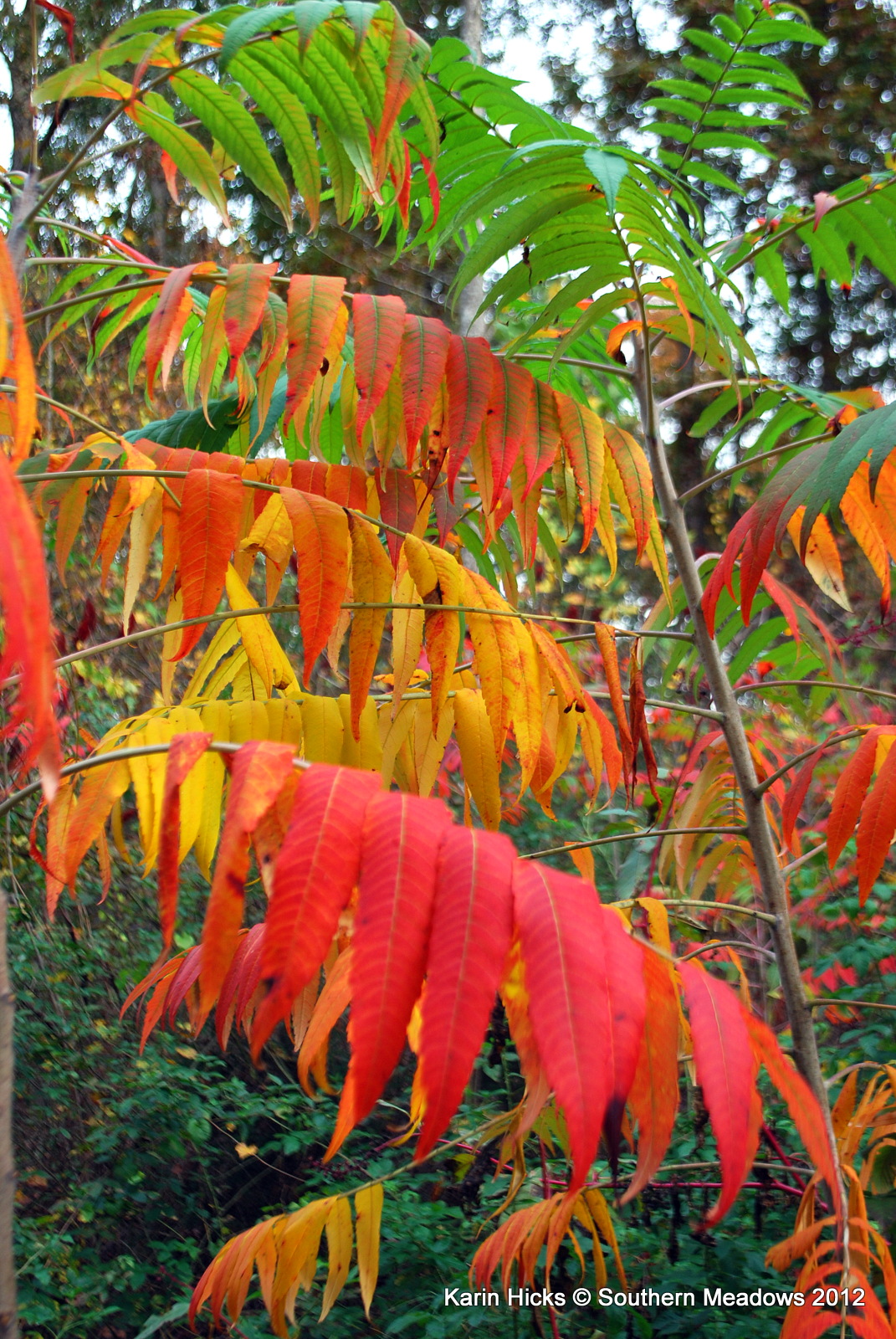 Southern Meadows: The Joy of Leaves