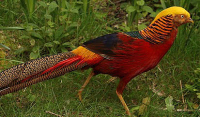 The Jungle Store: The Many Colors Of The Pheasant