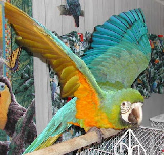 Bayan Puling Serindit Tanau: Harligold Macaw